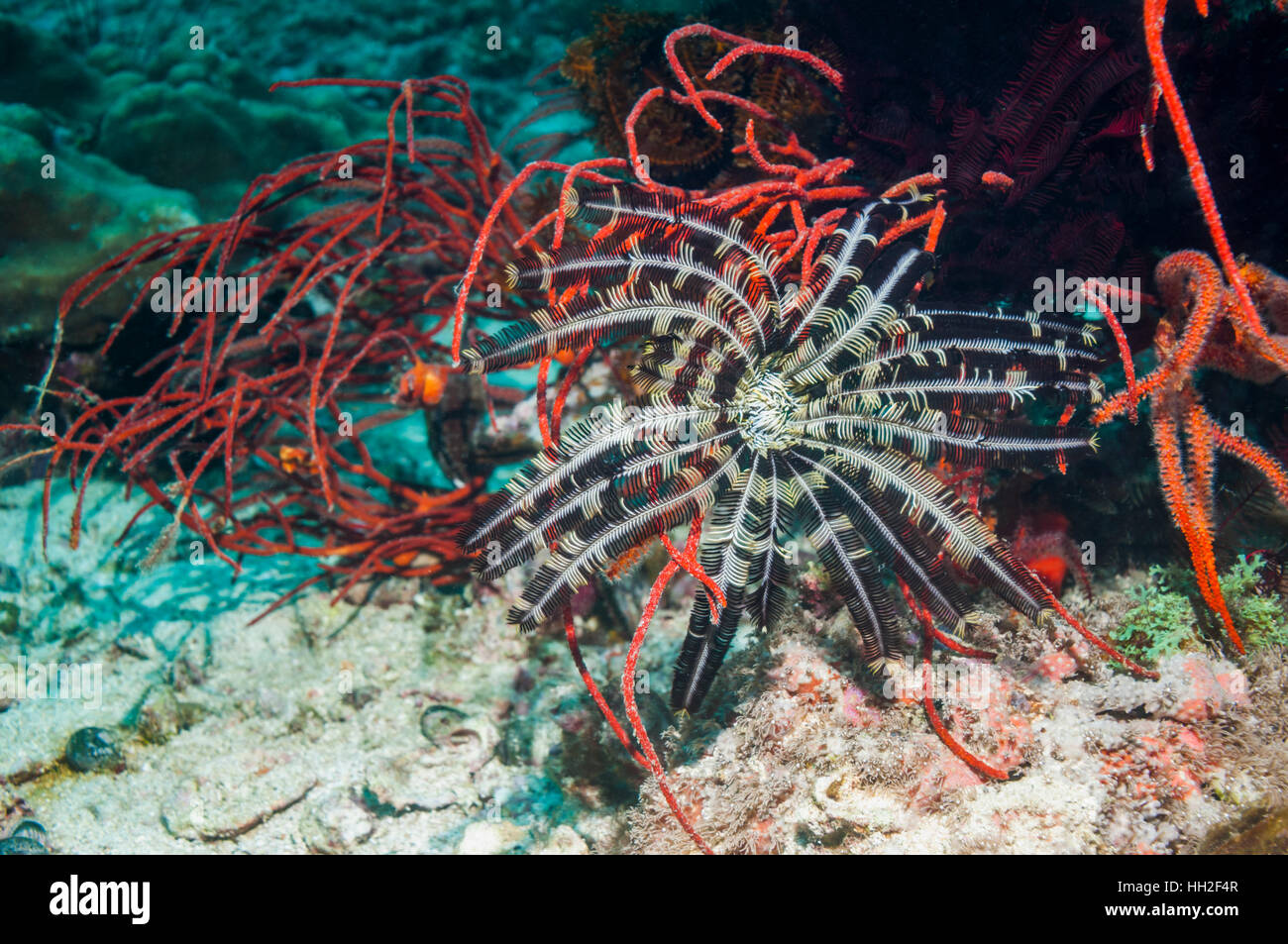 Underwater crinoid feather star hi-res stock photography and images - Alamy