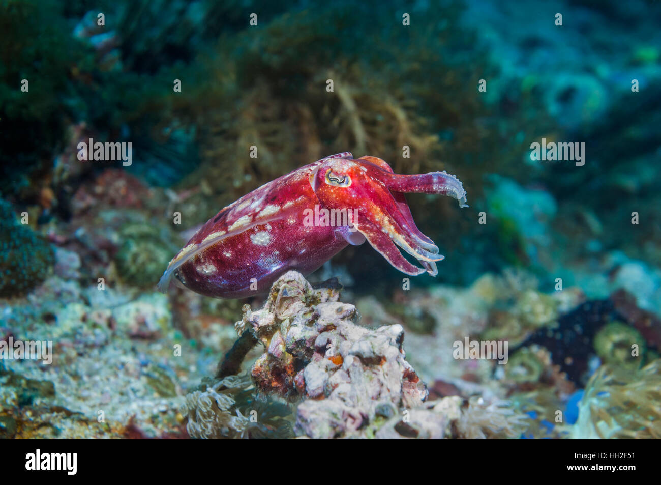 Cuttlefish [Sepia sp.]. Cebu, Malapascua Island, Philippines Stock ...