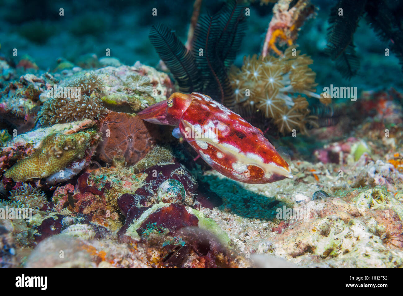 Cuttlefish [Sepia sp.] laying egg. Cebu, Malapascua Island, Philippines ...