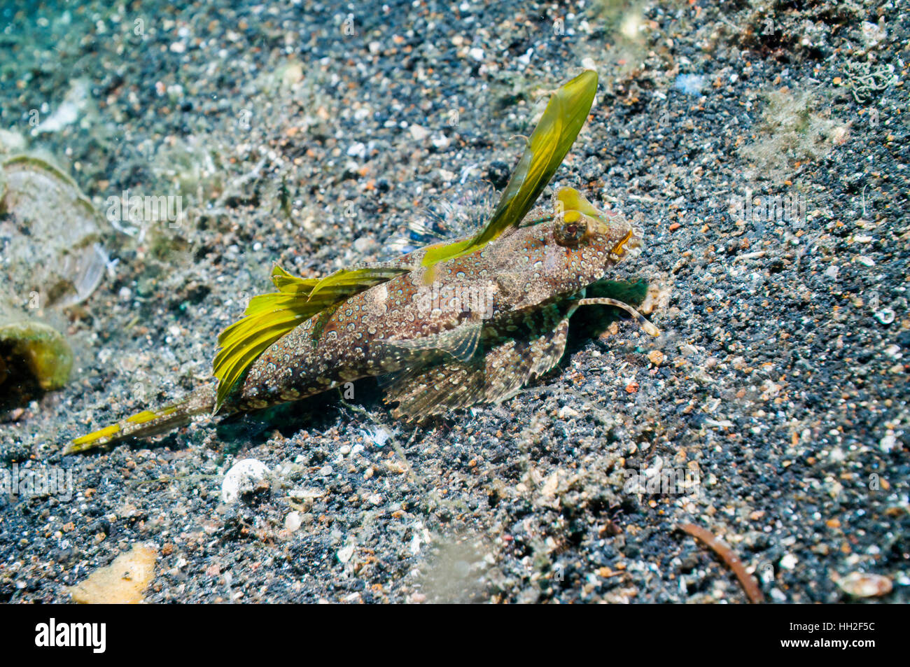 Fingered dragonet [Dactyopus dactylopus]. Lembeh, Sulawesi, Indonesia ...