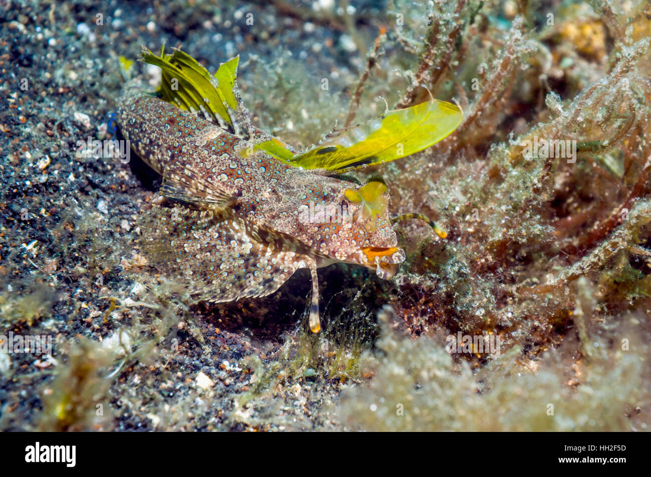Fingered dragonet [Dactyopus dactylopus]. Lembeh, Sulawesi, Indonesia ...
