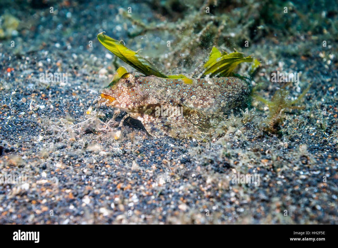 Fingered dragonet [Dactyopus dactylopus]. Lembeh, Sulawesi, Indonesia ...