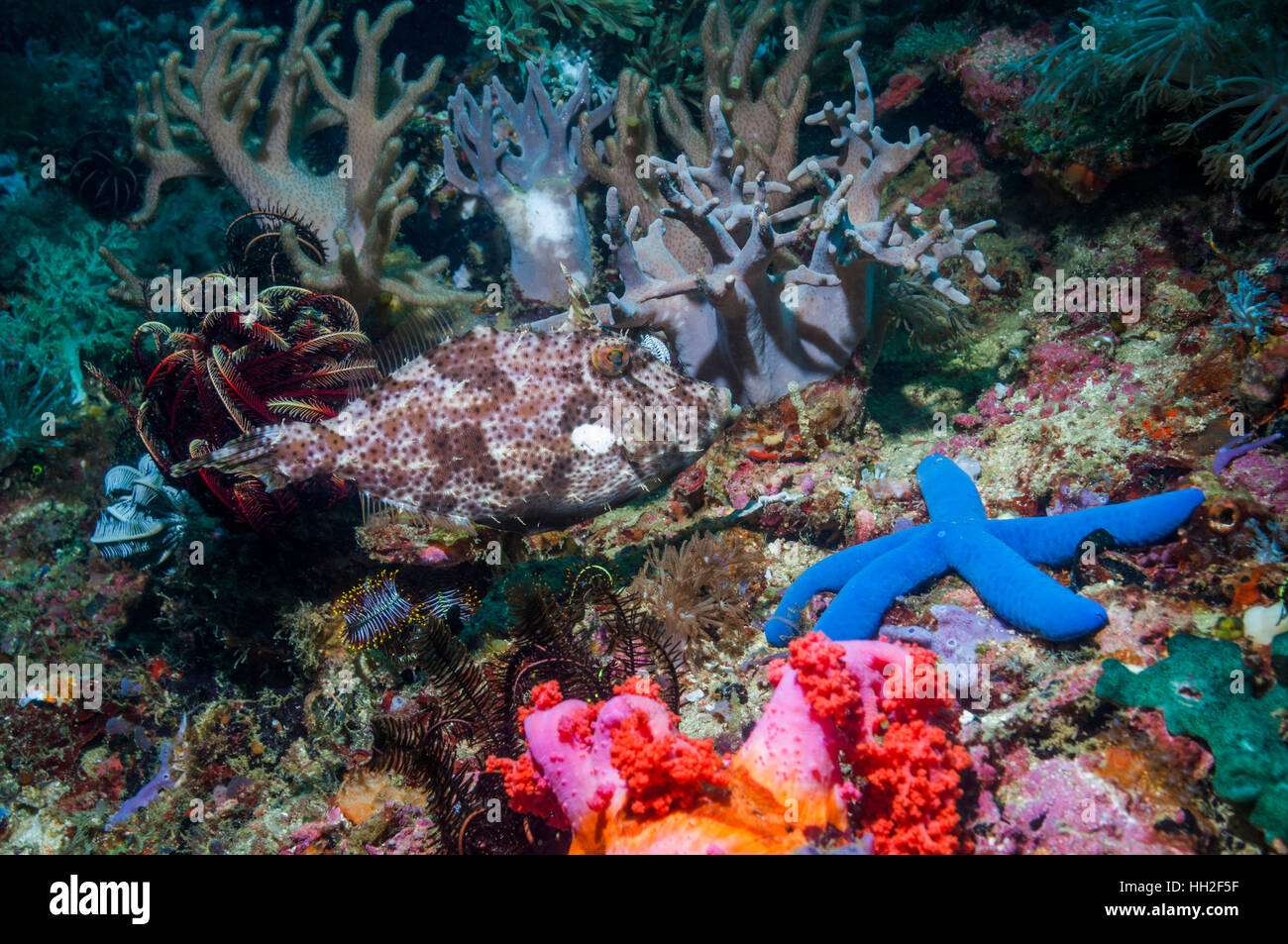 Philippines underwater coral reef fish hi-res stock photography and ...