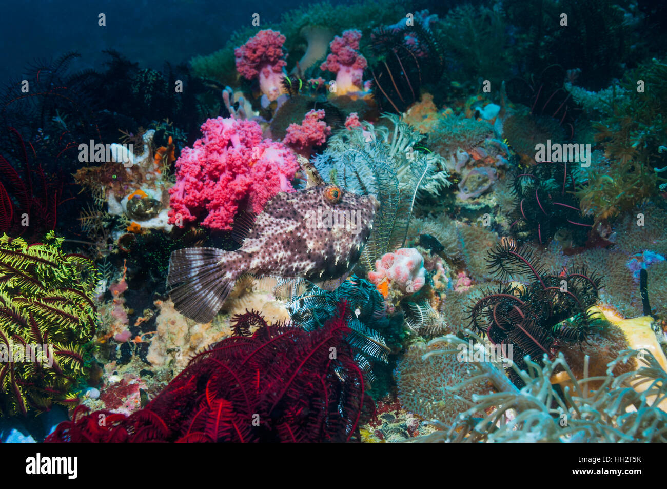 Philippines underwater coral reef fish hi-res stock photography and ...