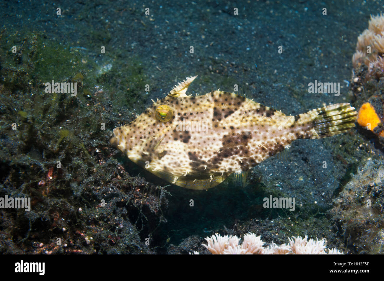 Smallspotted leatherjacket or Strap weed filefish [Pseudomonacanthus ...