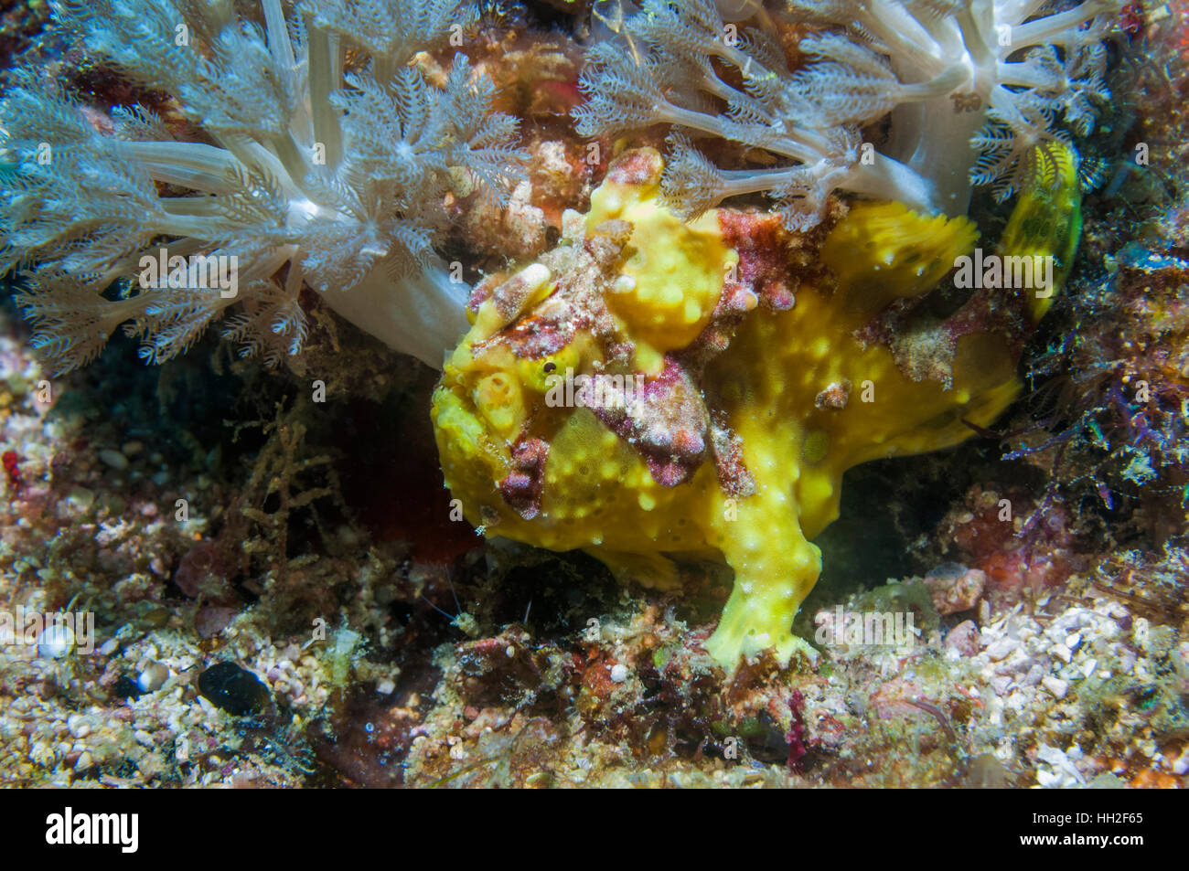 Warty frogfish [Antennarius maculatus]. Cebu, Malapascua Island ...