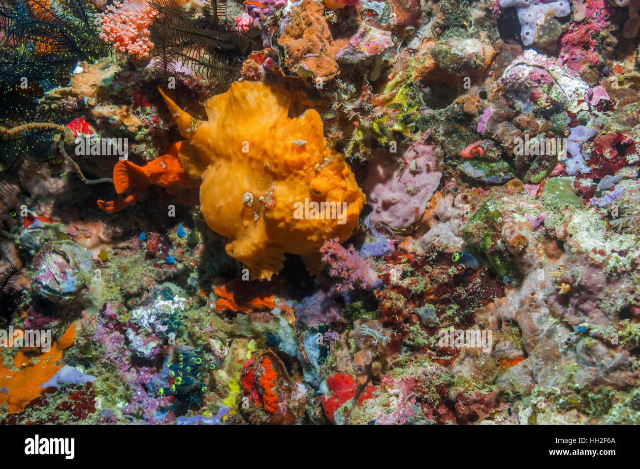 Painted frogfish [Antennarius pictus]. Cebu, Malipascua Island ...