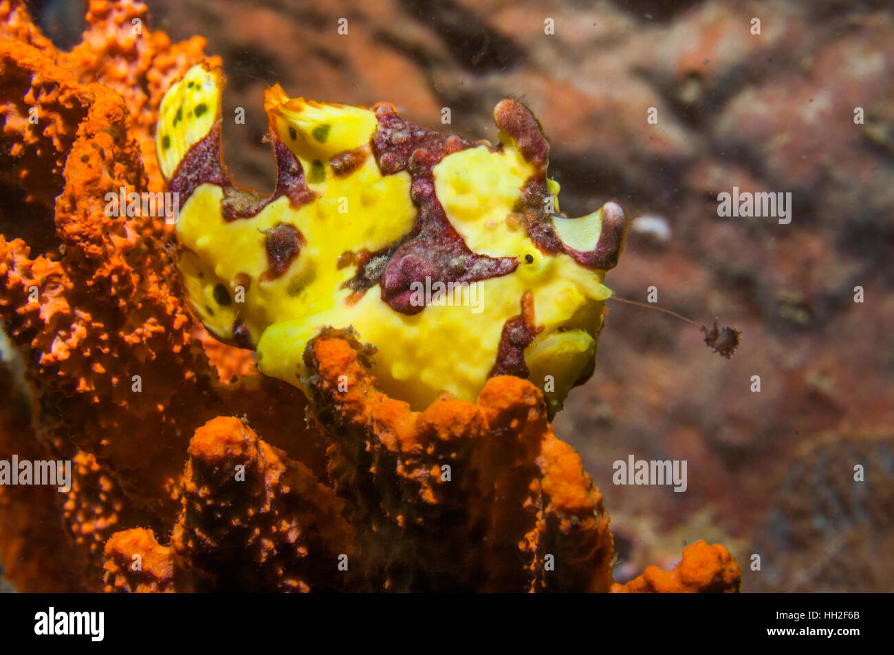 Wartskin frogfish hi-res stock photography and images - Alamy