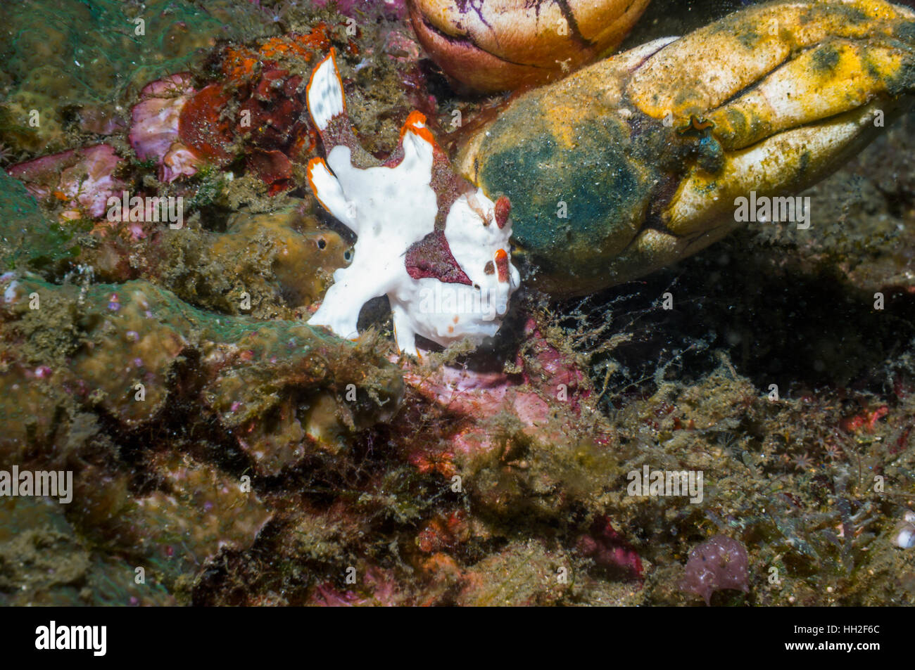 Warty frogfish hi-res stock photography and images - Alamy