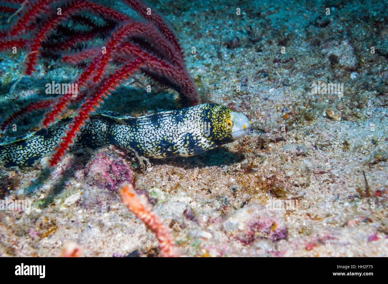 Snowflade moray eel [Echidna nebulosa]. Cebu, Malapascua Island ...