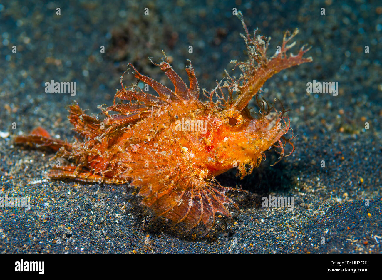 Ambon scorpionfish [Pteroidichthys amboinensis]. Lembeh Strait, North ...