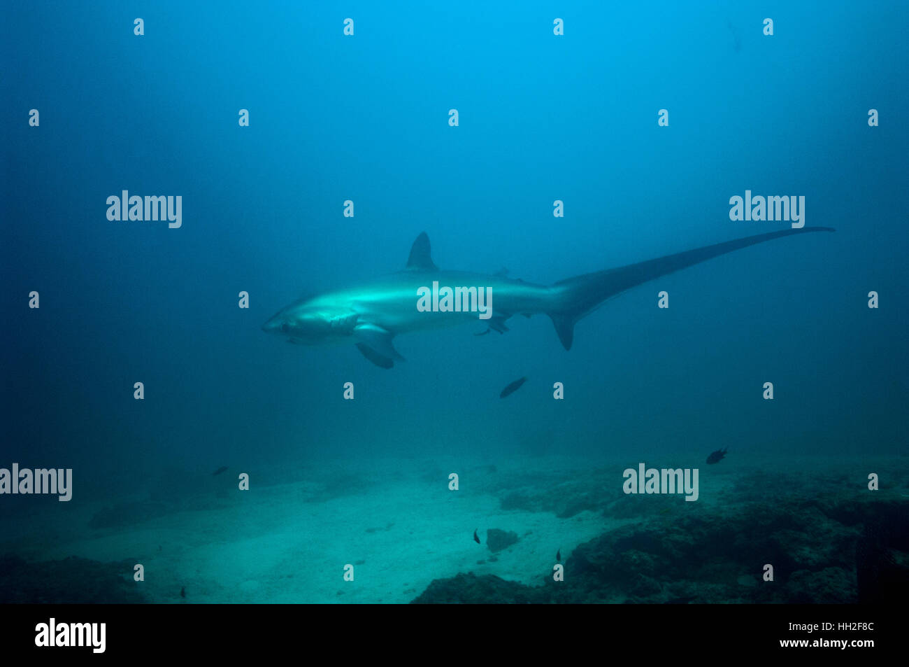 Thresher Shark