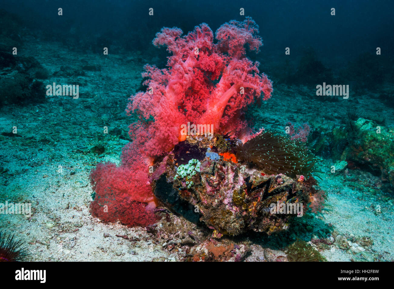 Soft coral [Dendronephthya sp.]. Cebu, Malapascua Island, Philippines ...