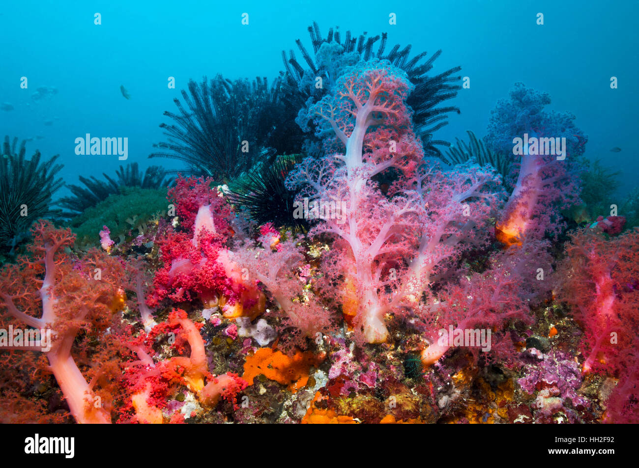 Soft coral [Dendronephthya sp.]. Cebu, Malapascua Island, Philippines ...