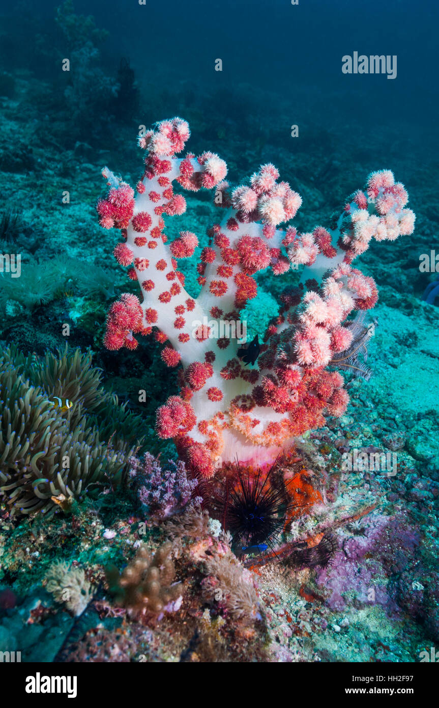 Soft coral [Dendronephthya sp.]. Cebu, Malapascua Island, Philippines ...
