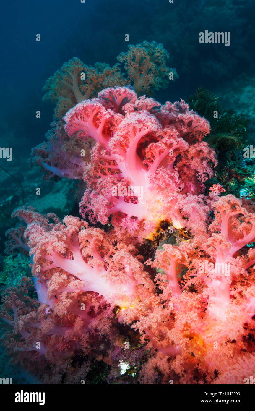 Soft coral [Dendronephthya sp.]. Cebu, Malapascua Island, Philippines ...