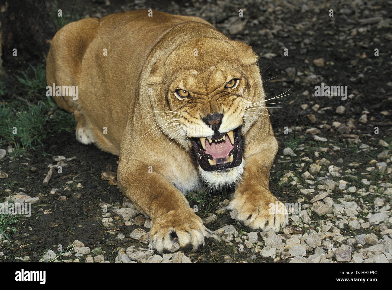 Snarling Lion High Resolution Stock Photography and Images - Alamy