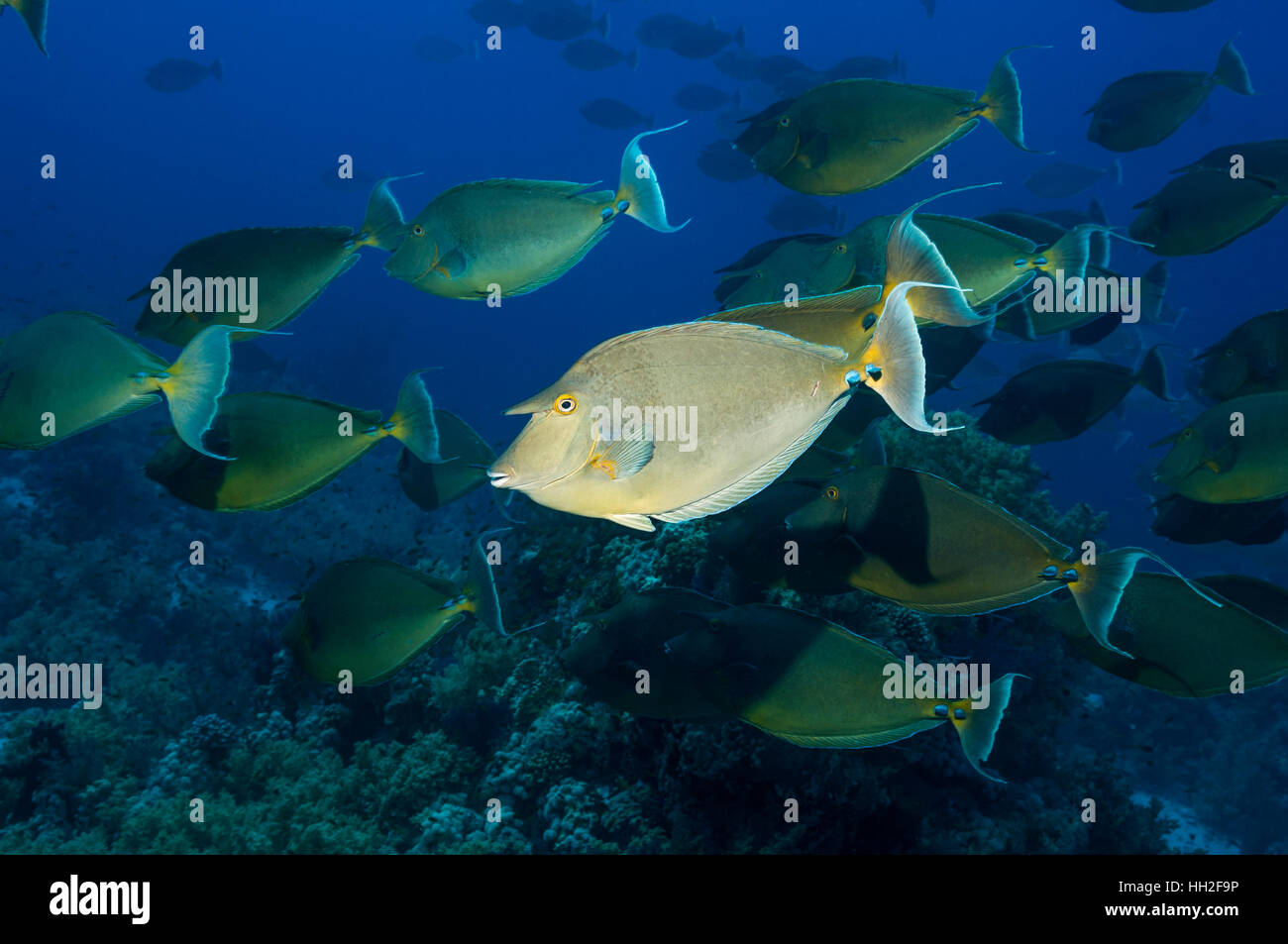 Bluespine unicornfish or Unicorn tang [Naso unicornis] school at rest ...