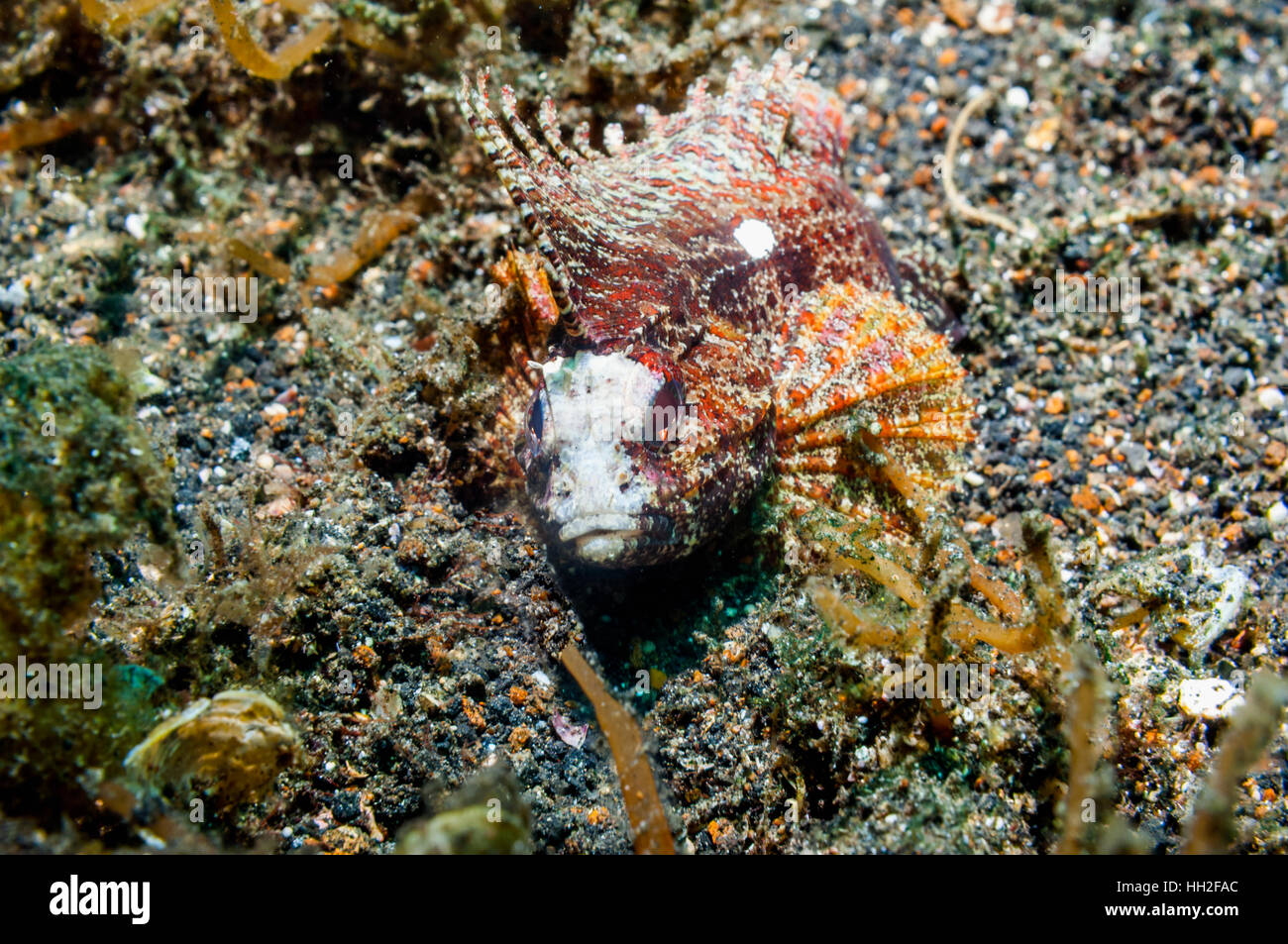 Longspine waspfish [Paracentropogon longispinus]. Lembeh Strait ...
