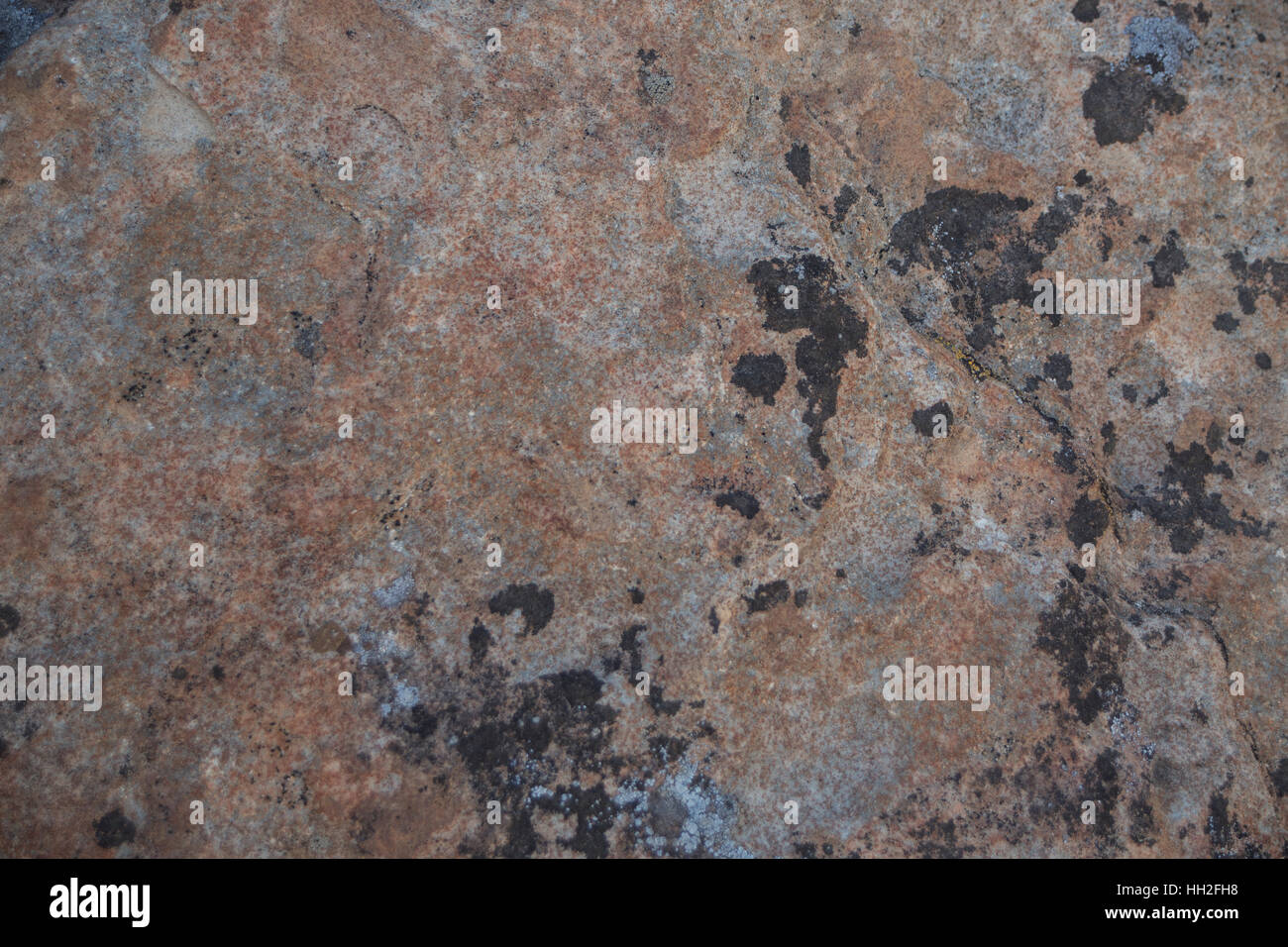 Lichen (moss) growing on sandstone in the desert of western Colorado ...