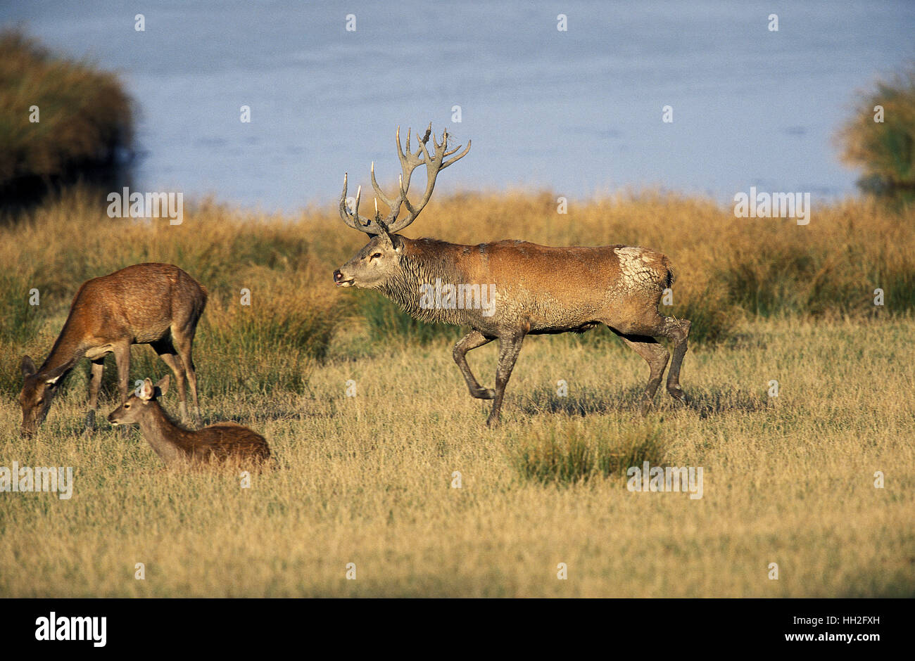 Stag and females hi-res stock photography and images - Alamy