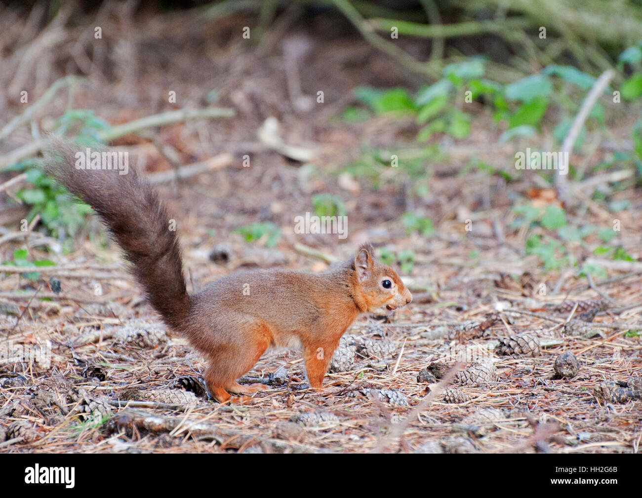 Red Squirrel foraging for food Stock Photo - Alamy