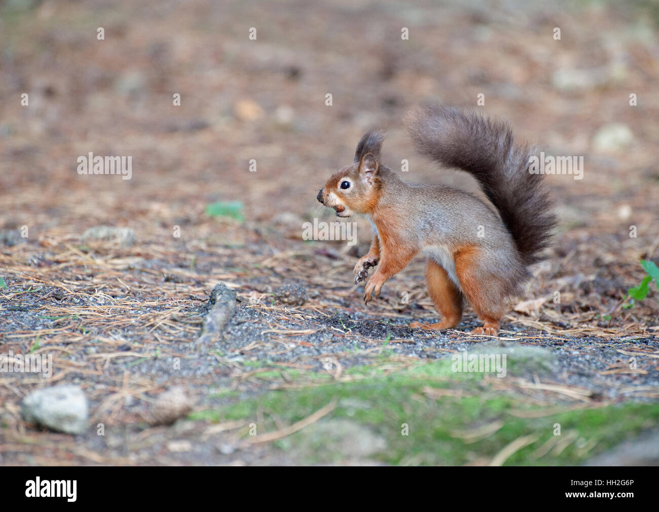 Red Squirrel foraging for food Stock Photo - Alamy