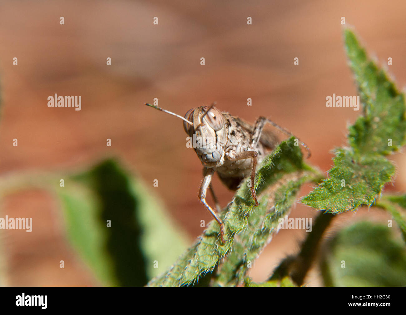Grasshopper in Marmaris Turkey Stock Photo - Alamy