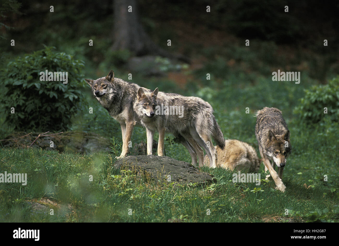 Wolf group hi-res stock photography and images - Alamy