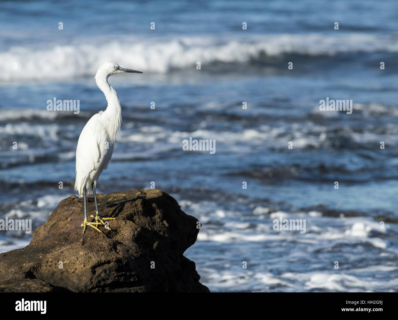 Little Egret (Egretta garzetta Stock Photo - Alamy