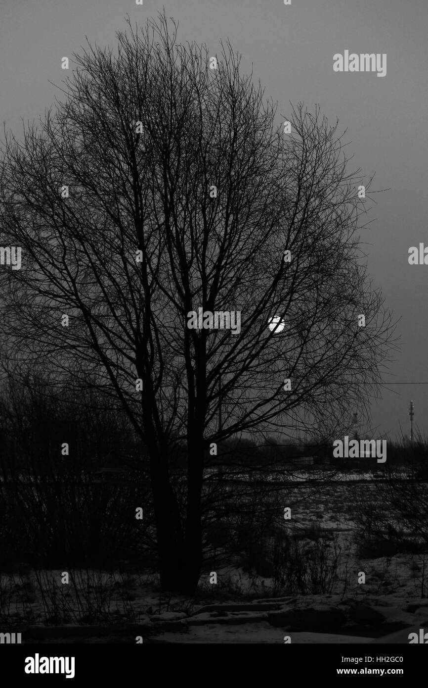 Black and white photo full moon shining through branches of tree Stock ...