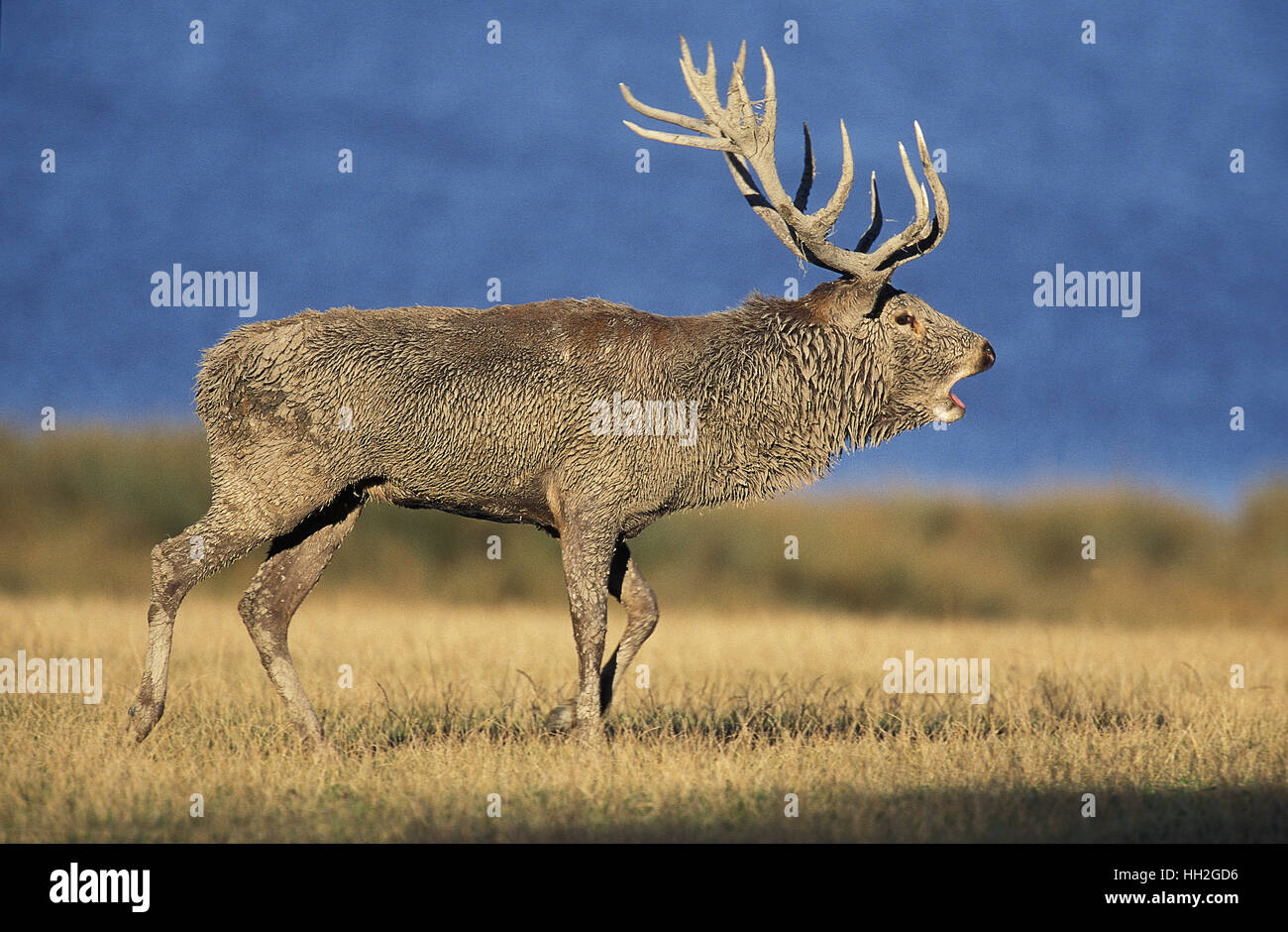 Red Deer, cervus elaphus, Stag Roaring during the Rutting season Stock ...