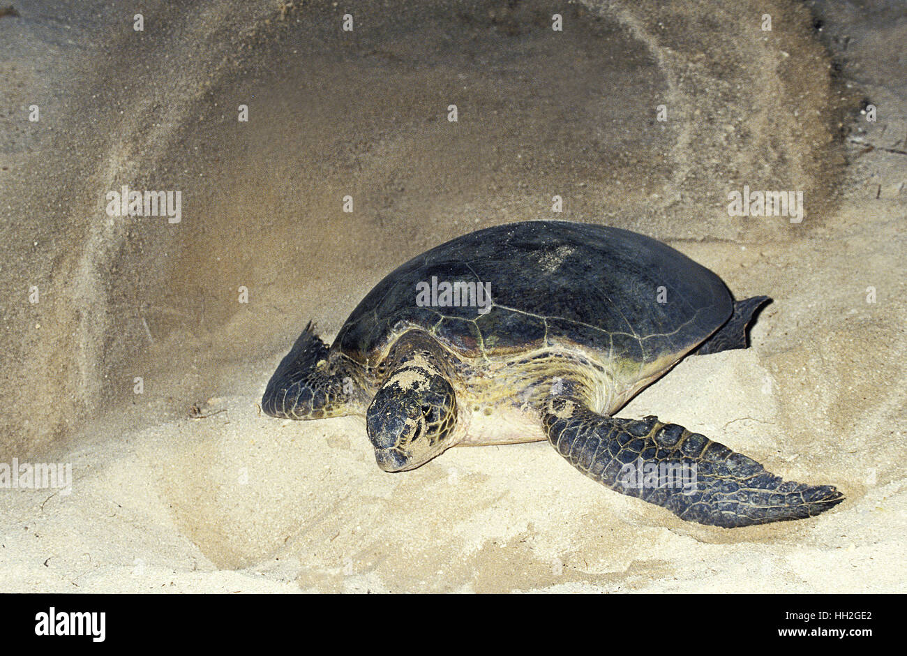 Female green sea turtle hi-res stock photography and images - Alamy
