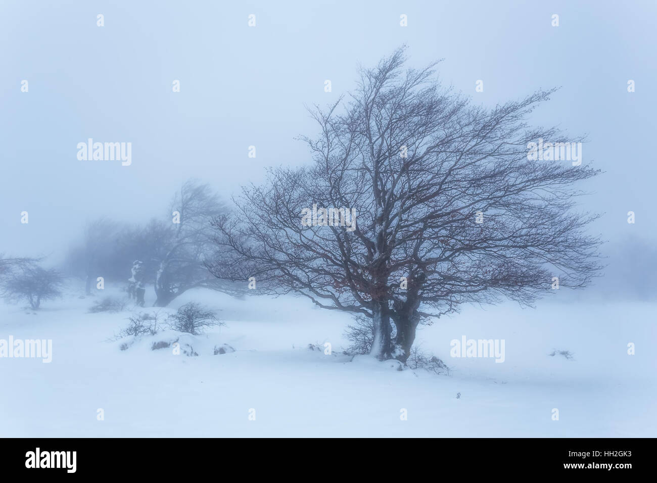 First snow storm hi-res stock photography and images - Alamy