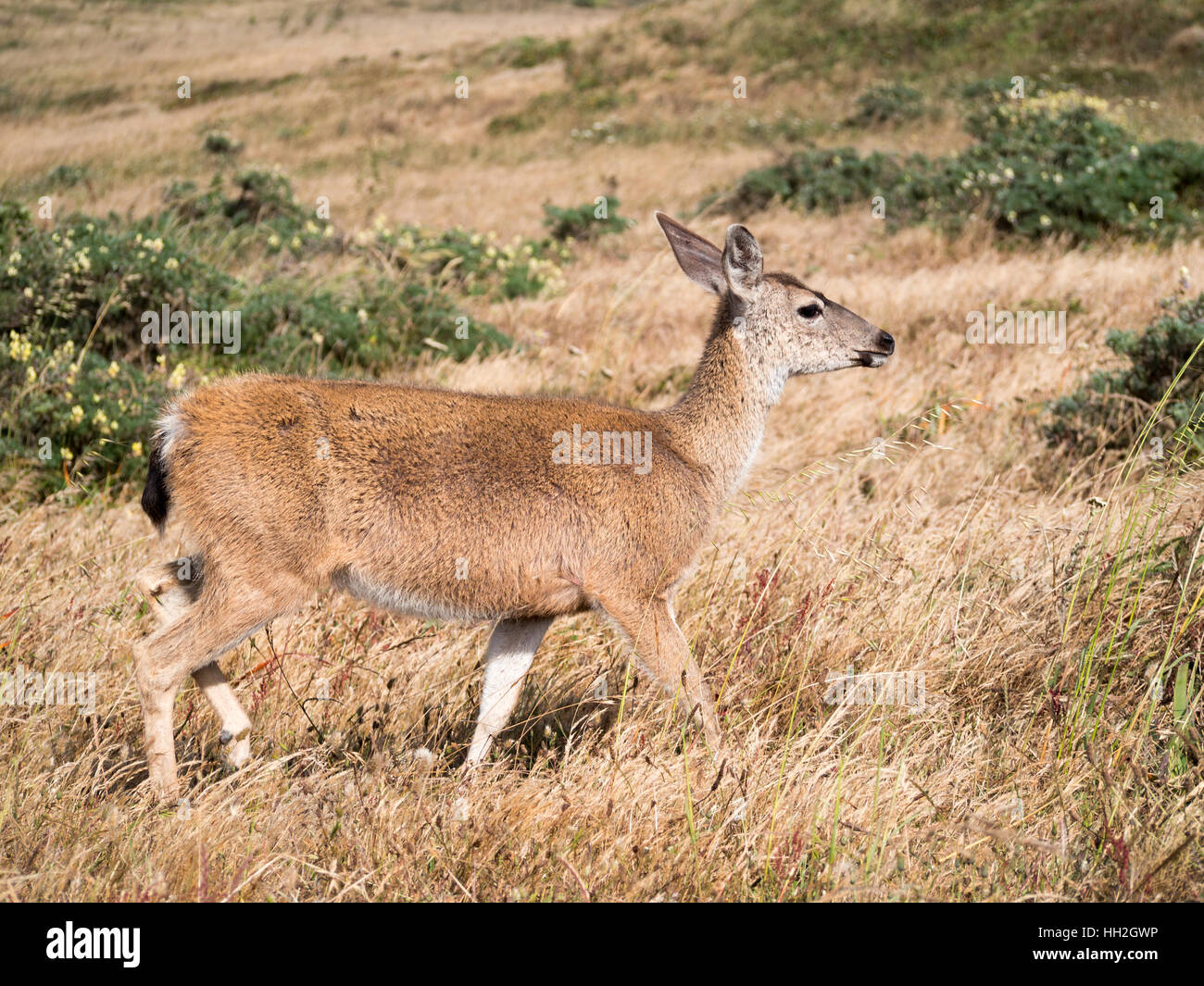 Mule deer in Point Reyes National Seashore Stock Photo - Alamy