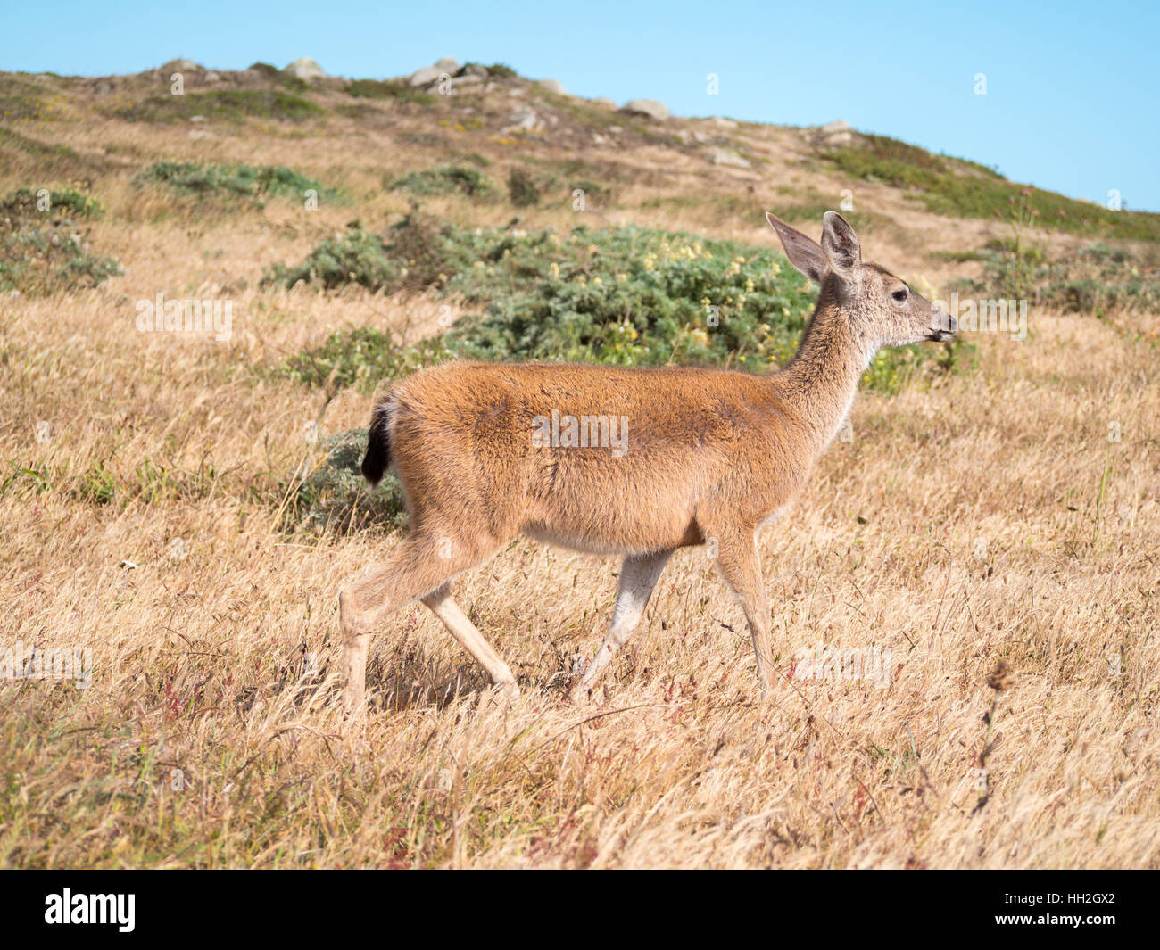 Mule deer in Point Reyes National Seashore Stock Photo - Alamy