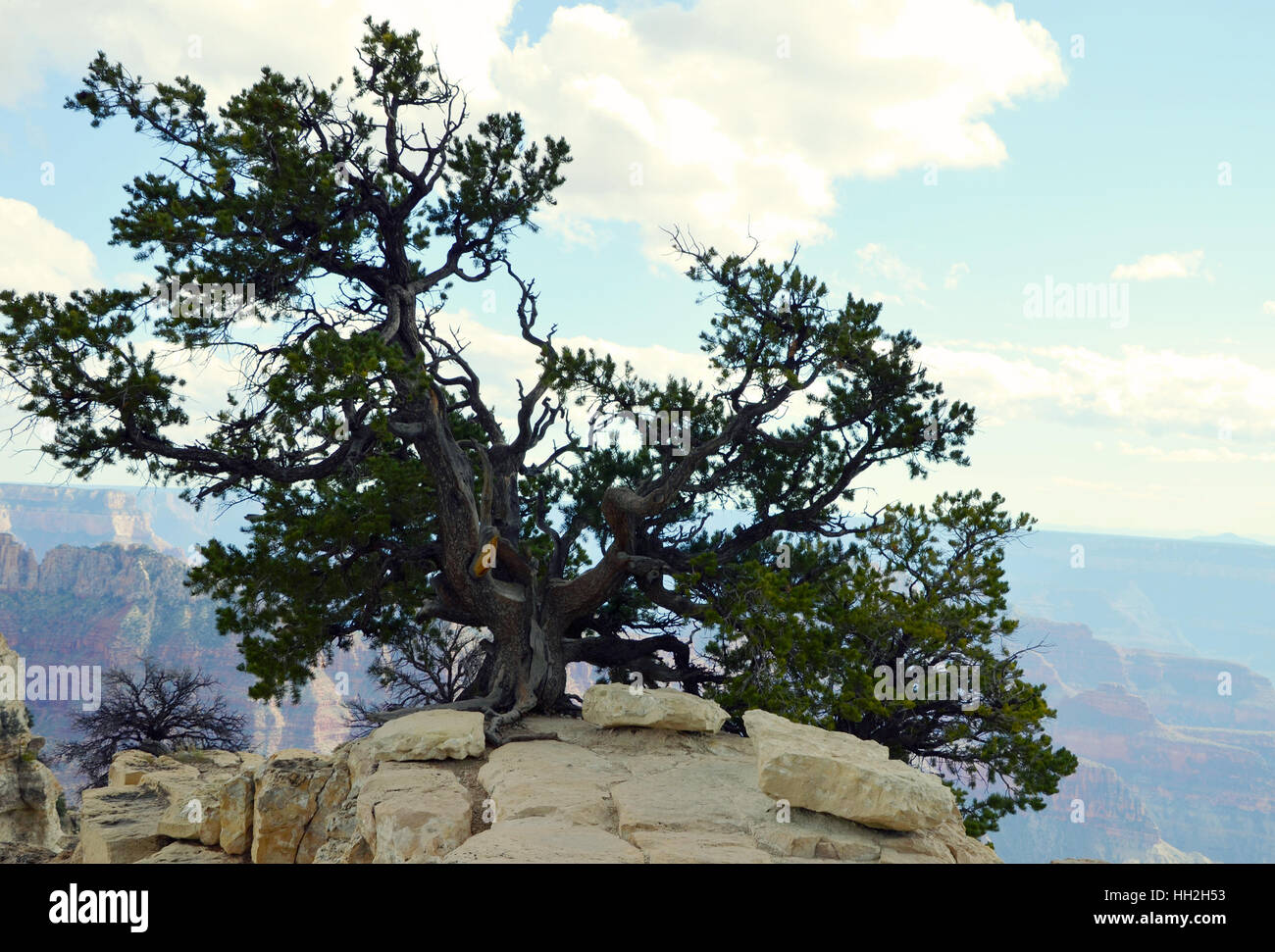 Single bush on a viewpoint in Grand Canyon National Park landscape from ...