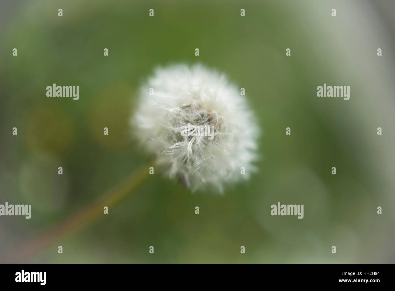 Pollination dandelion hi-res stock photography and images - Alamy