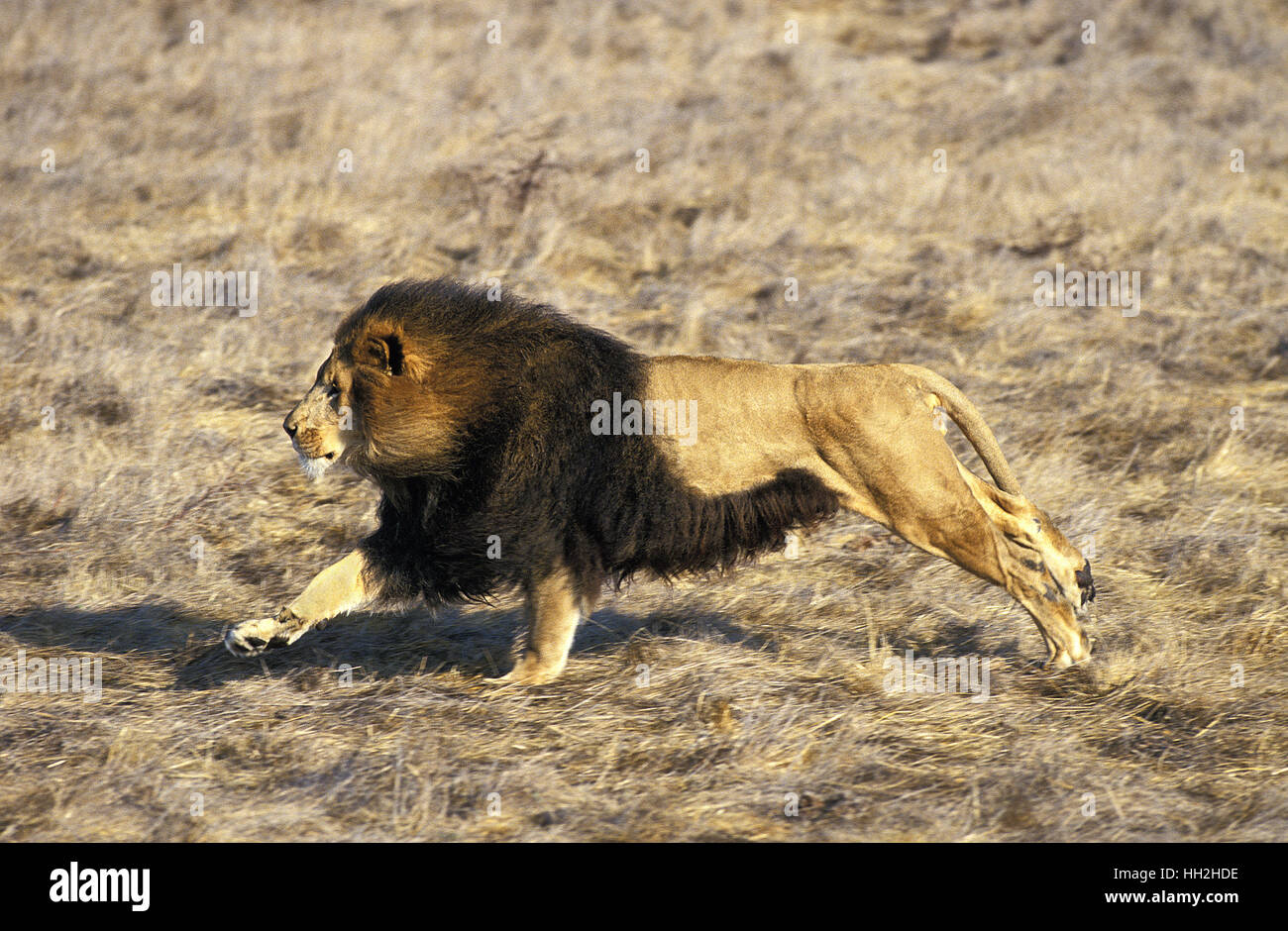 African lion male running hi-res stock photography and images - Alamy