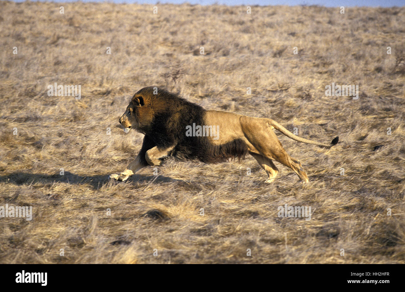 Lion running hi-res stock photography and images - Alamy