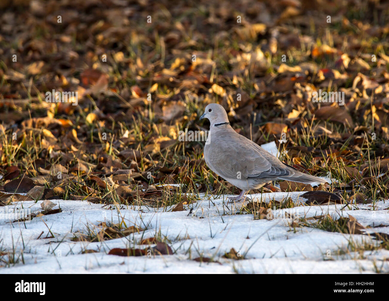( Streptopelia decaocto) Eurasian collared dove standing on the ground ...
