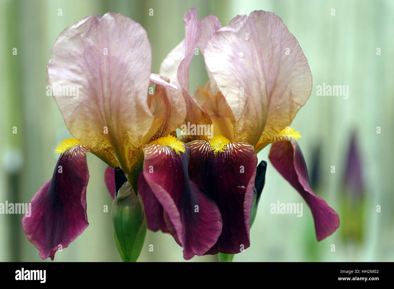 Bearded Iris' are beautiful in full bloom Stock Photo - Alamy