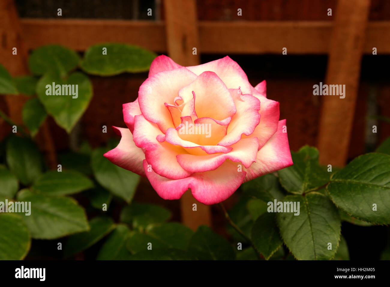 Beautiful climbing rose Stock Photo - Alamy