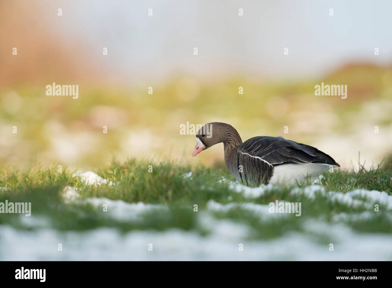 White-fronted Goose ( Anser albifrons ), arctic winter guest, single ...