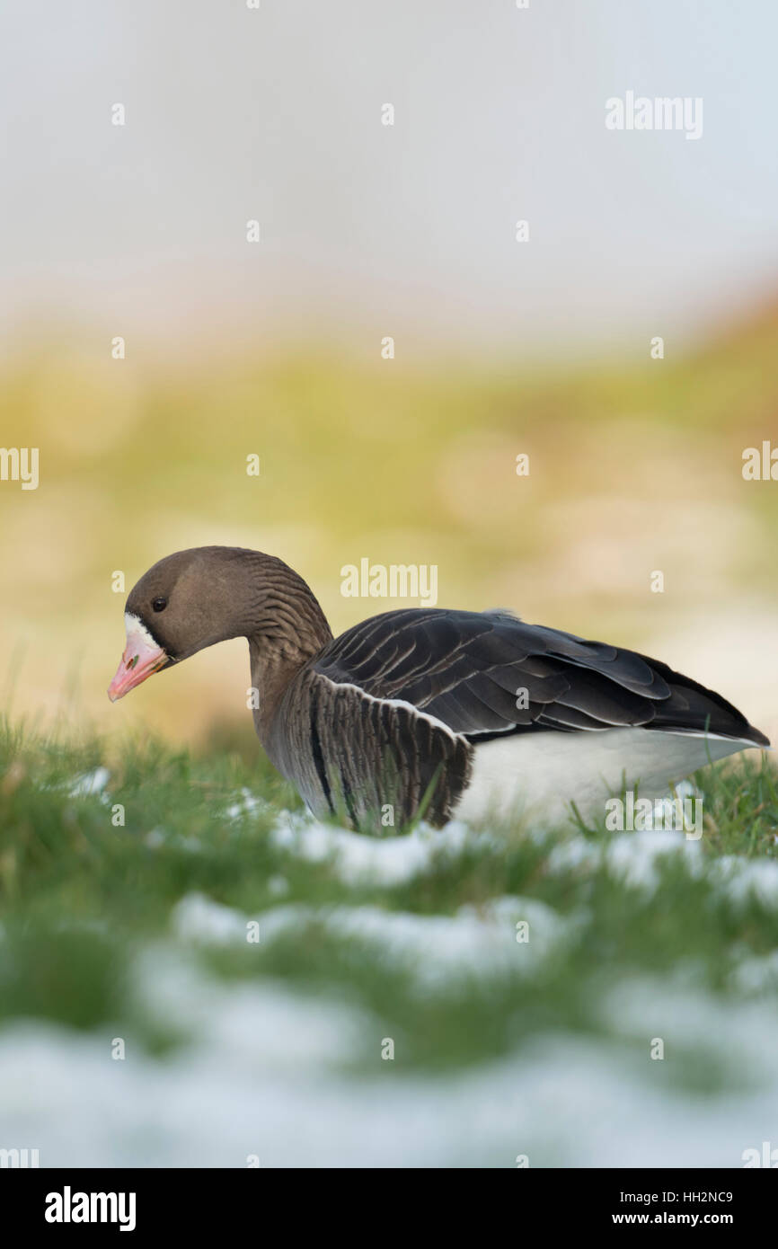 White-fronted Goose ( Anser albifrons ), arctic winter guest, single ...