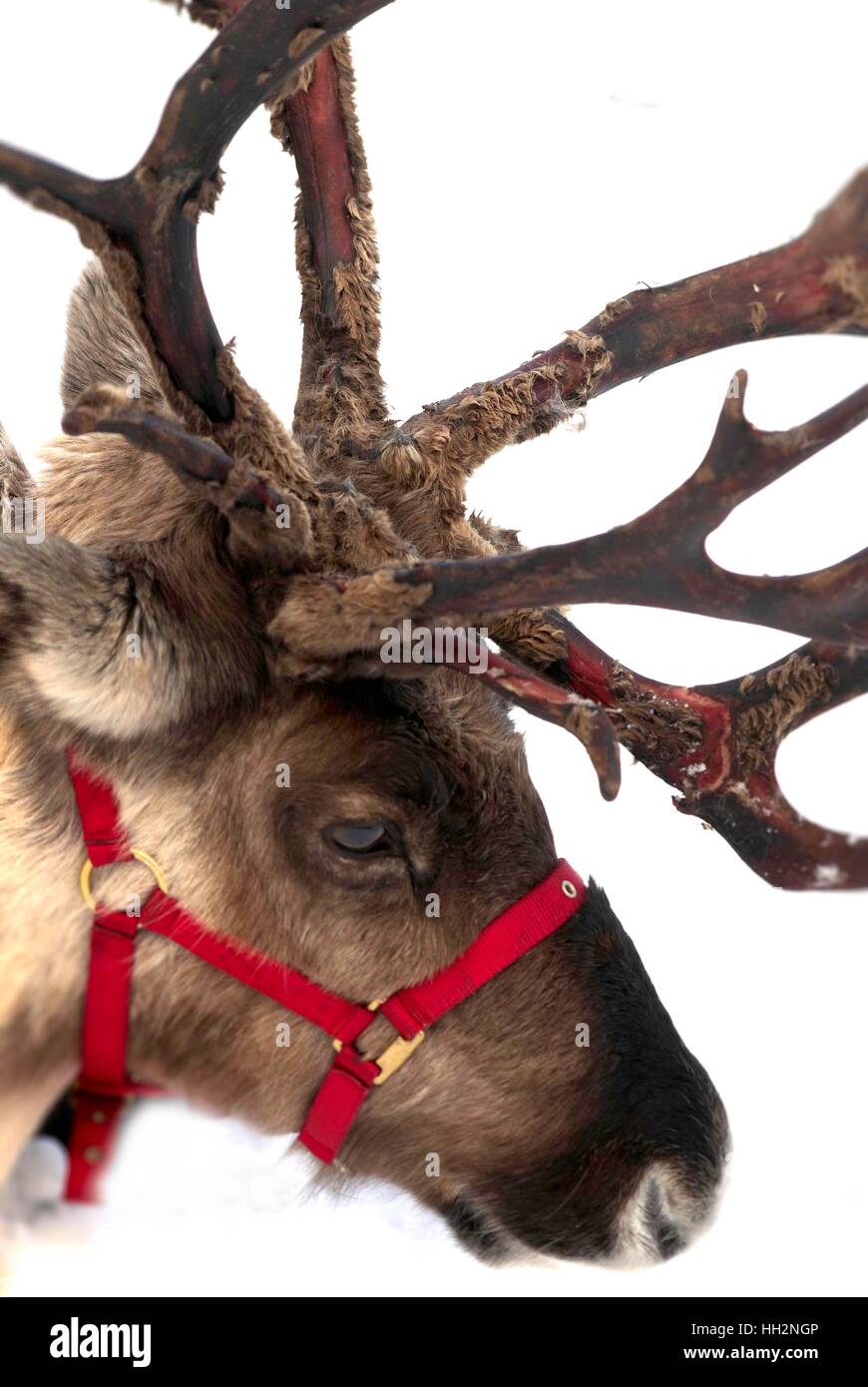 Domesticated reindeer hi-res stock photography and images - Alamy