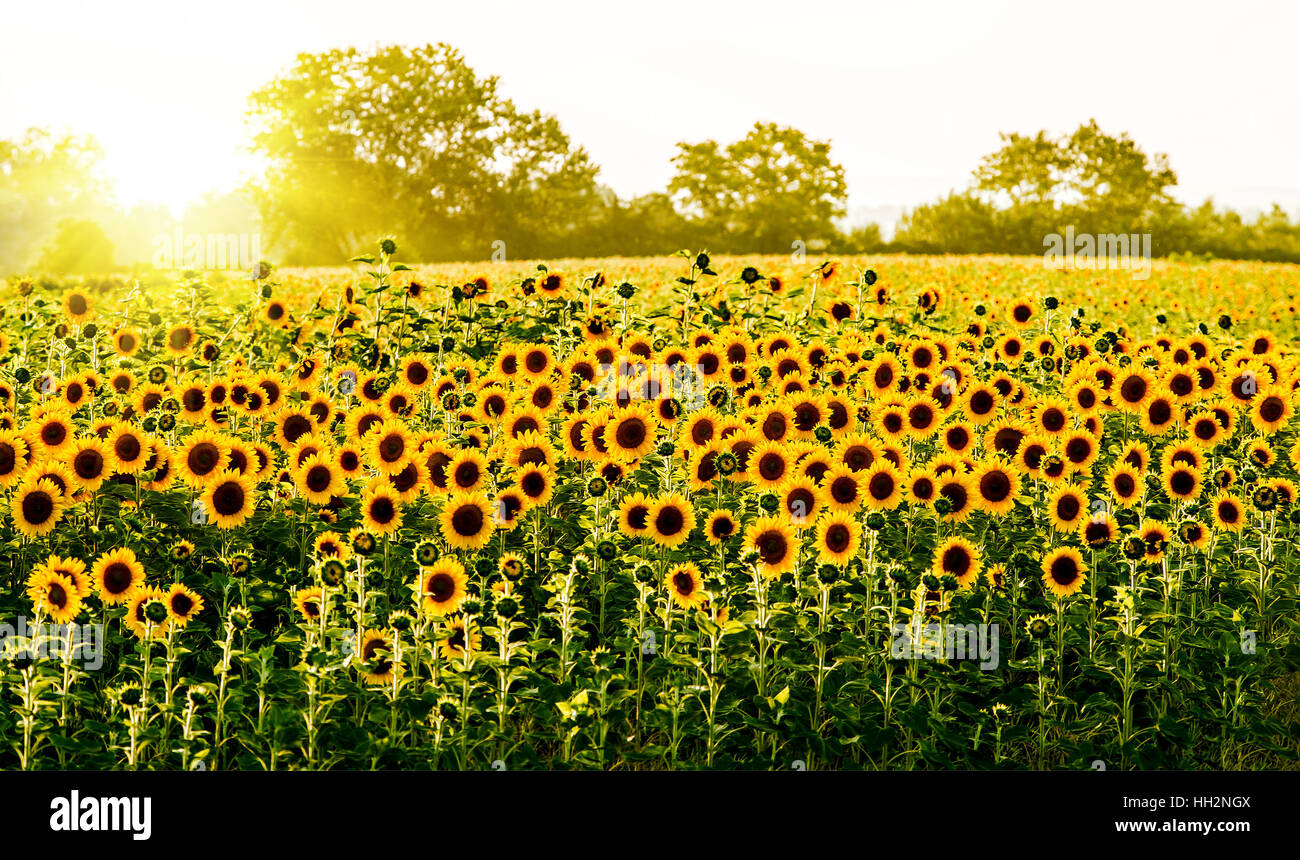 sunny sunflower field Stock Photo - Alamy