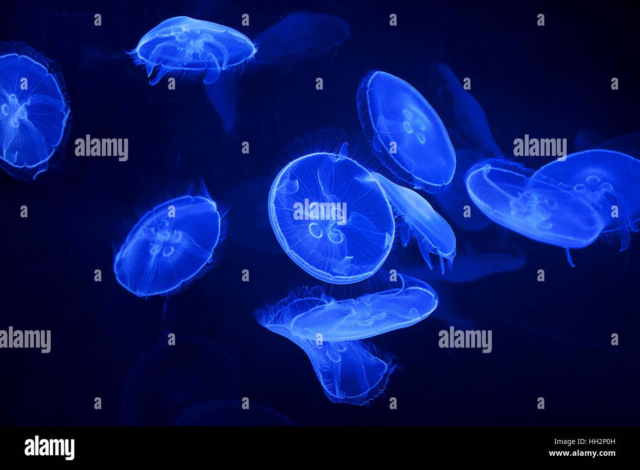 blue jellyfish on black background Stock Photo - Alamy