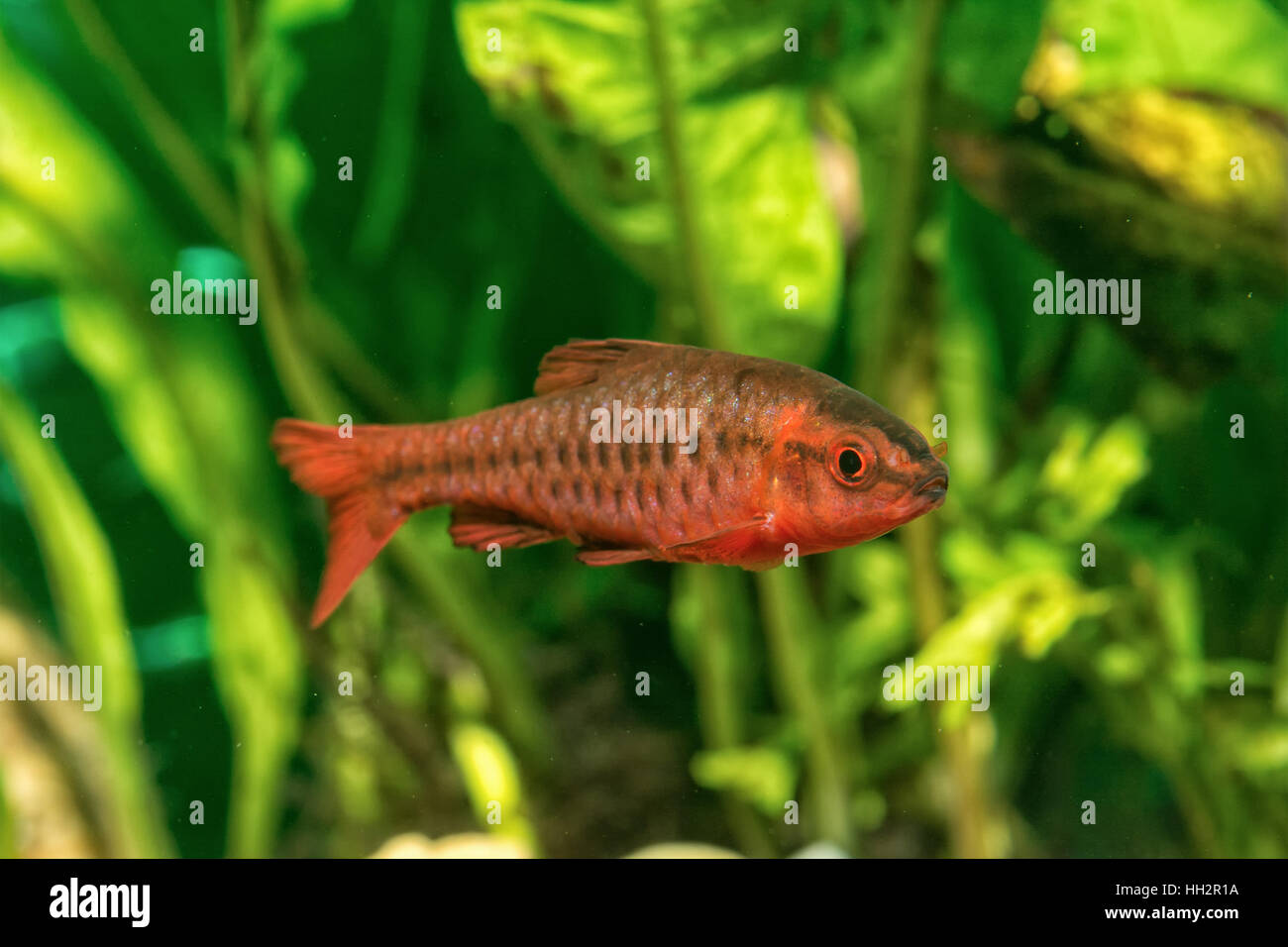 Portrait of freshwater barb fish (Puntius titteya) in aquarium Stock ...