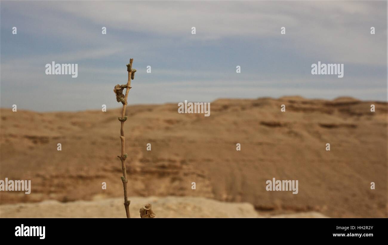 A dead desert plant in front of a desert mountain Stock Photo - Alamy